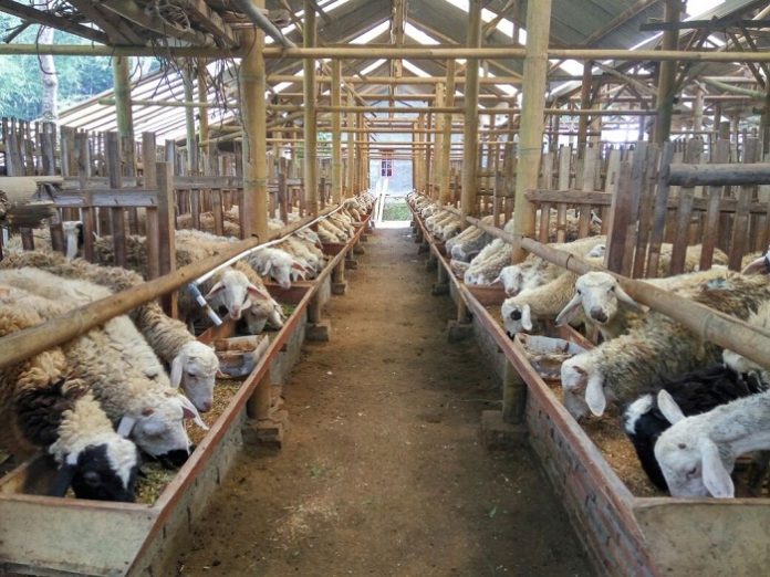 Cara Sukses Ternak Kambing Biar Untung Lebih Banyak – Nuansa Baru