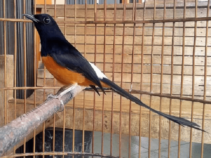 Jadi Jagoan, Ini 5 Cara Merawat Burung Murai Batu Agar Menang Lomba ...