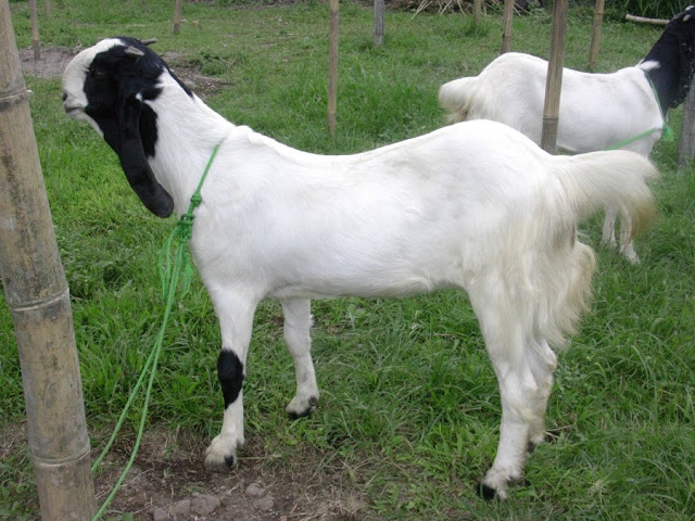 Tips Memilih Kambing Etawa Betina – Nuansa Baru