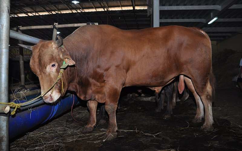 Cara memilih Sapi Potong yang baik – Nuansa Baru